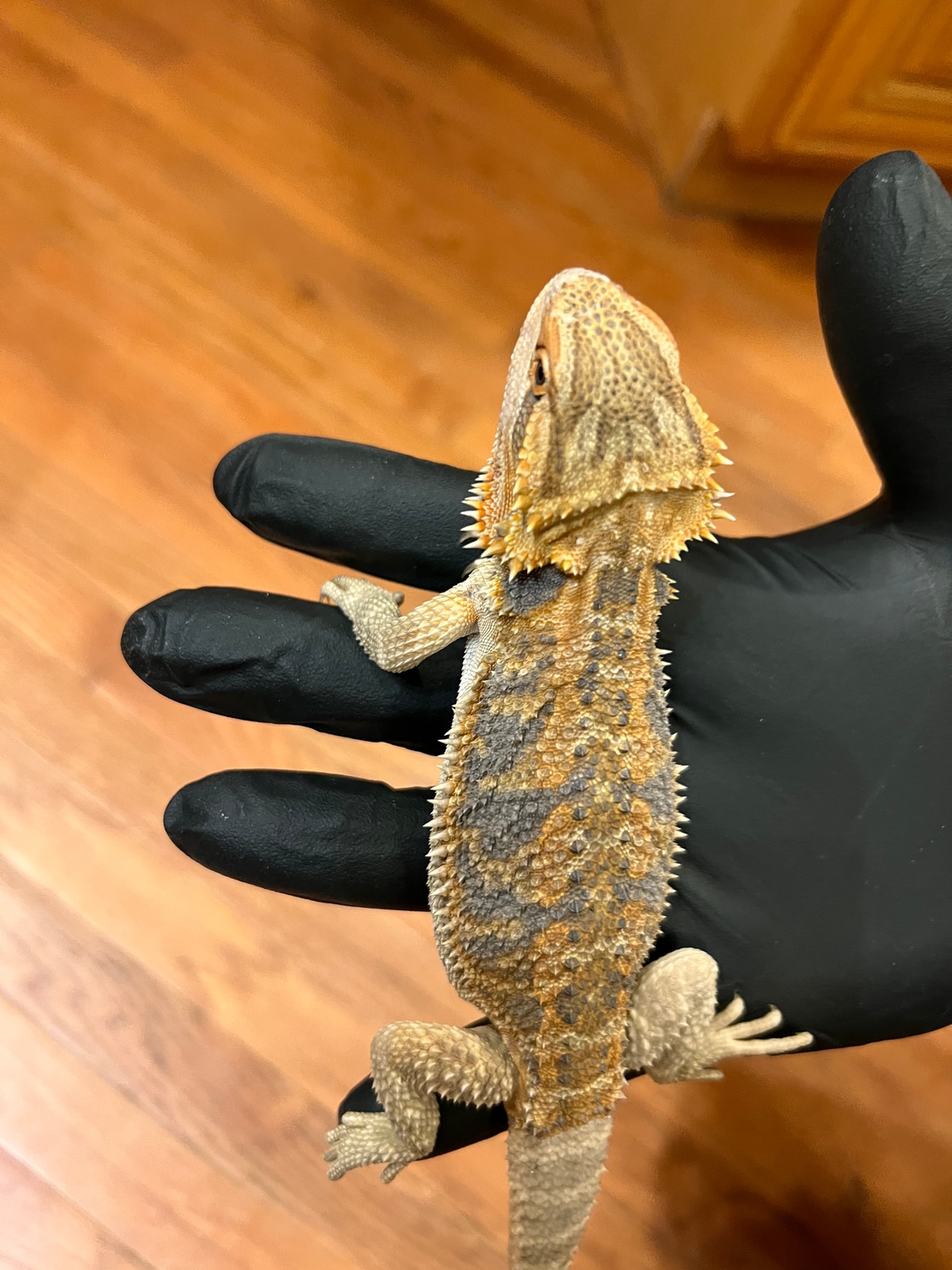 Hypo Blue Bar 100% Het Trans 100% Het Zero Eastern Bearded Dragon by ...