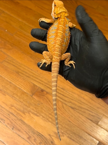Red Tiger Bearded Dragon Eastern Bearded Dragon by Ebb reptiles