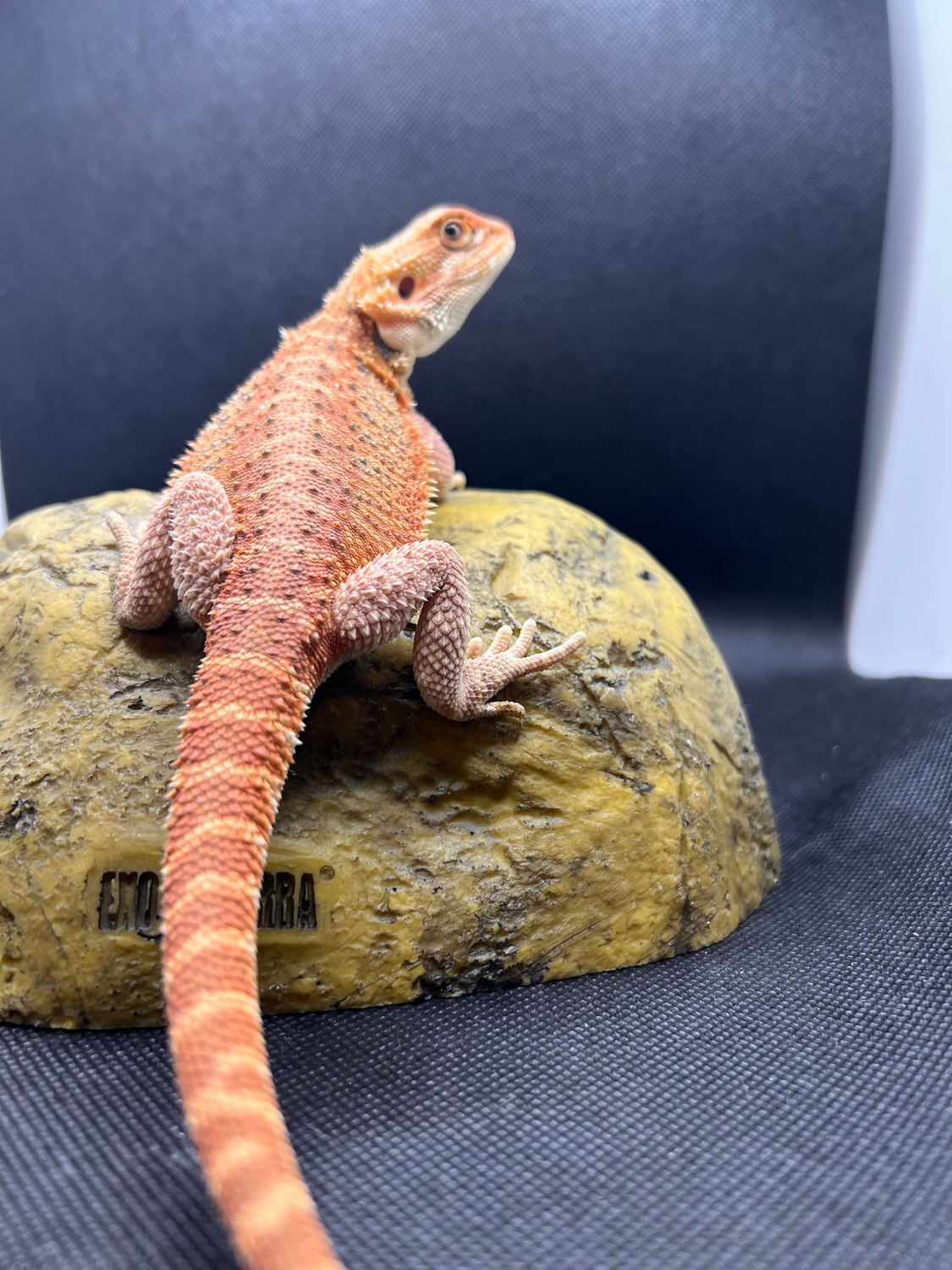 Red Tiger Import Blood 🩸 Lines Central Bearded Dragon by Ebb reptiles ...