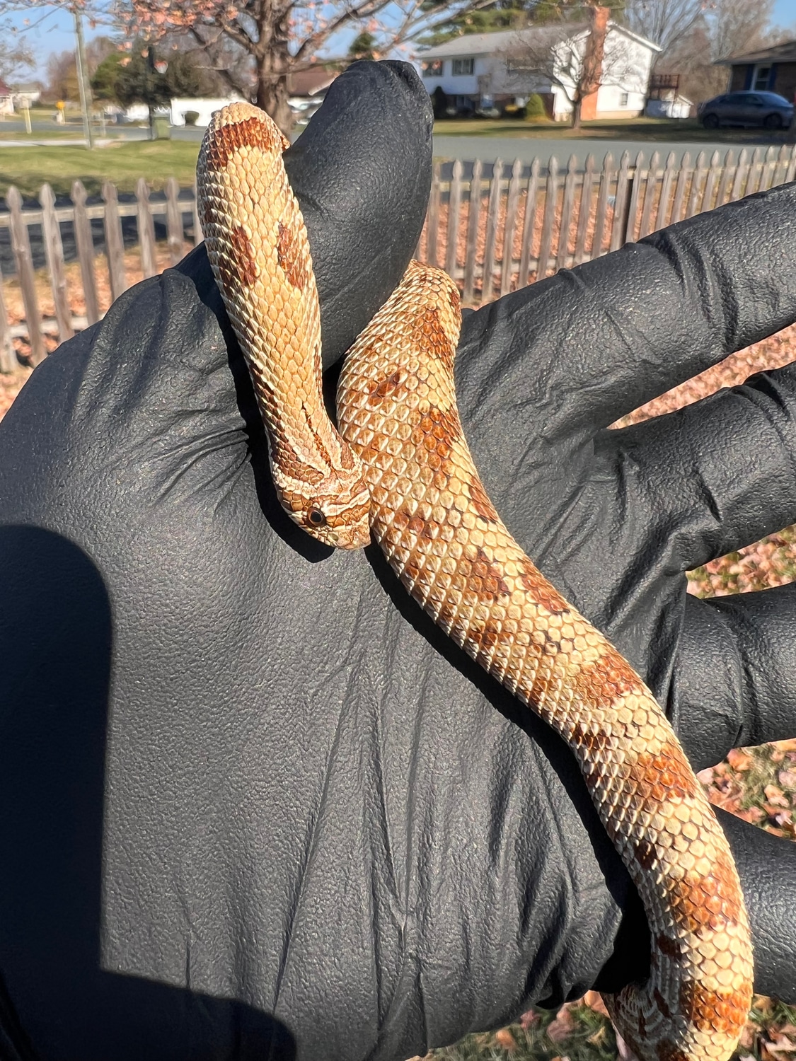 Ebb reptiles's Collection - MorphMarket