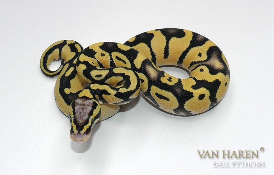 Desert Ghost Pastel Double Het. Amur - VPI Axanthic Ball Python by Van ...