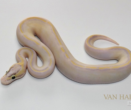 Amon Double Het. Desert Ghost - VPI Axanthic Ball Python by Van Haren ...