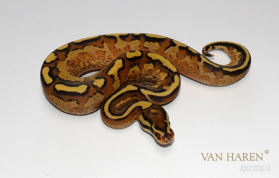 Asphalt Spark Het. Albino Ball Python by Van Haren Exotics - MorphMarket