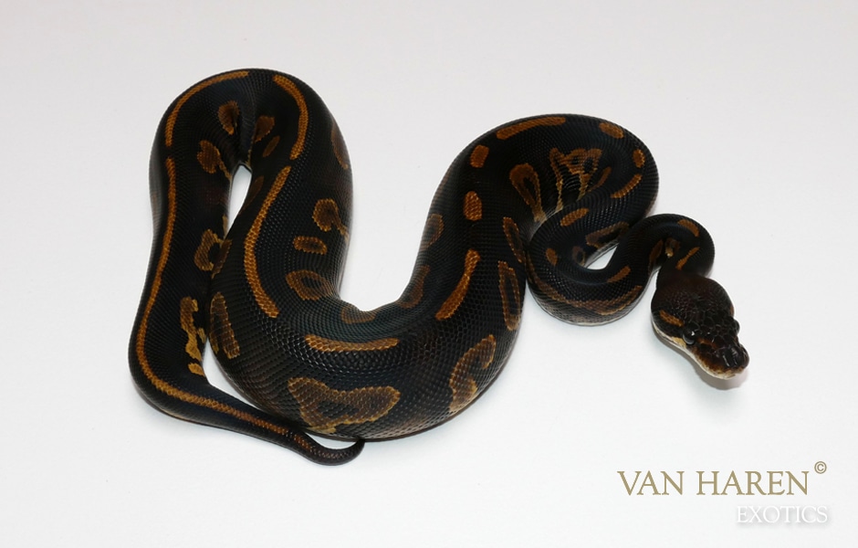 Black Head Cinnamon Het. Lavender Ball Python by Van Haren Exotics - MorphMarket