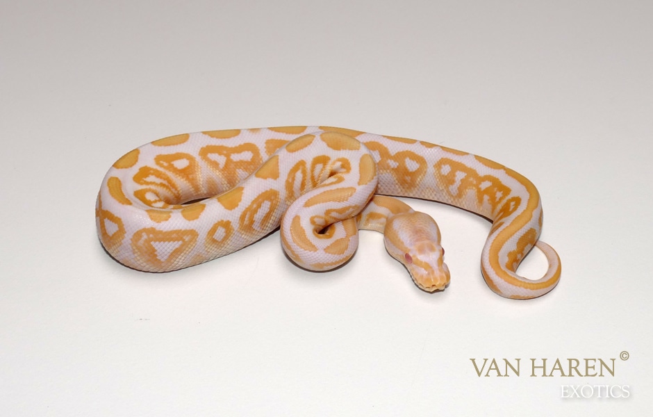 Albino Black Pastel Ball Python by Van Haren Exotics - MorphMarket