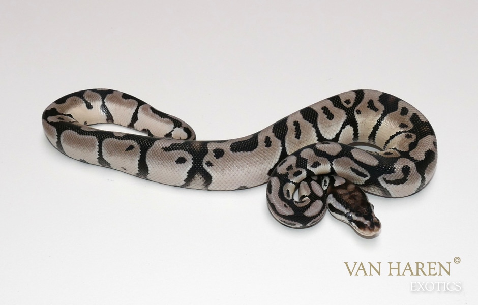 VPI Axanthic Pastel Harlequin Het. Desert Ghost Ball Python by Van ...