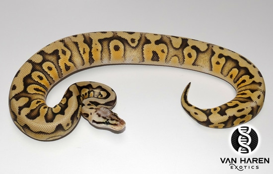 Super Pastel Super Harlequin Yellowbelly Het. Desert Ghost Ball Python by Van Haren Exotics