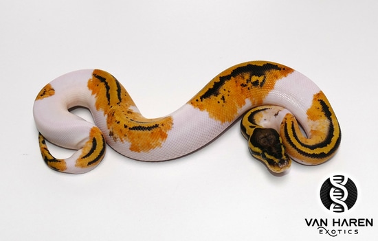 Pastel Yellowbelly Harlequin Piebald Het. Desert Ghost Ball Python by Van Haren Exotics