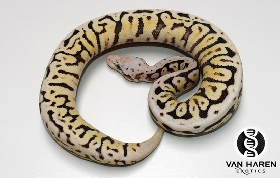 Desert Ghost Super Pastel Powerball Ball Python by Van Haren Exotics