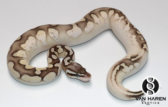 VPI Axanthic Pastel Lesser Calico Het. Desert Ghost Ball Python by Van ...