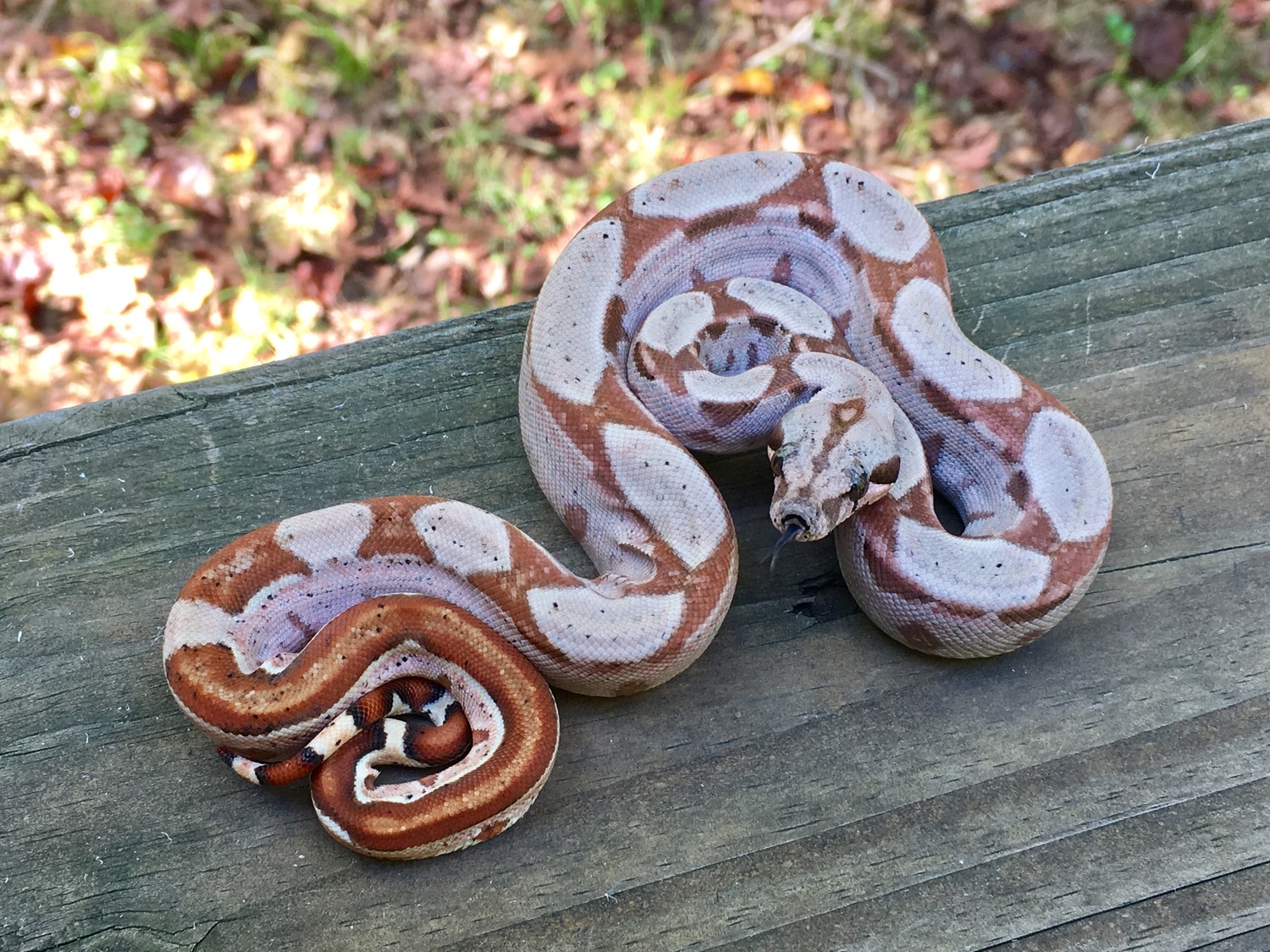 Hypo 100% Het Sunglow Leopard Boa Constrictor by Vanderock Reptiles ...