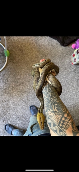 Tiger Pied Reticulated Python by Area 51 Reptiles Wa.