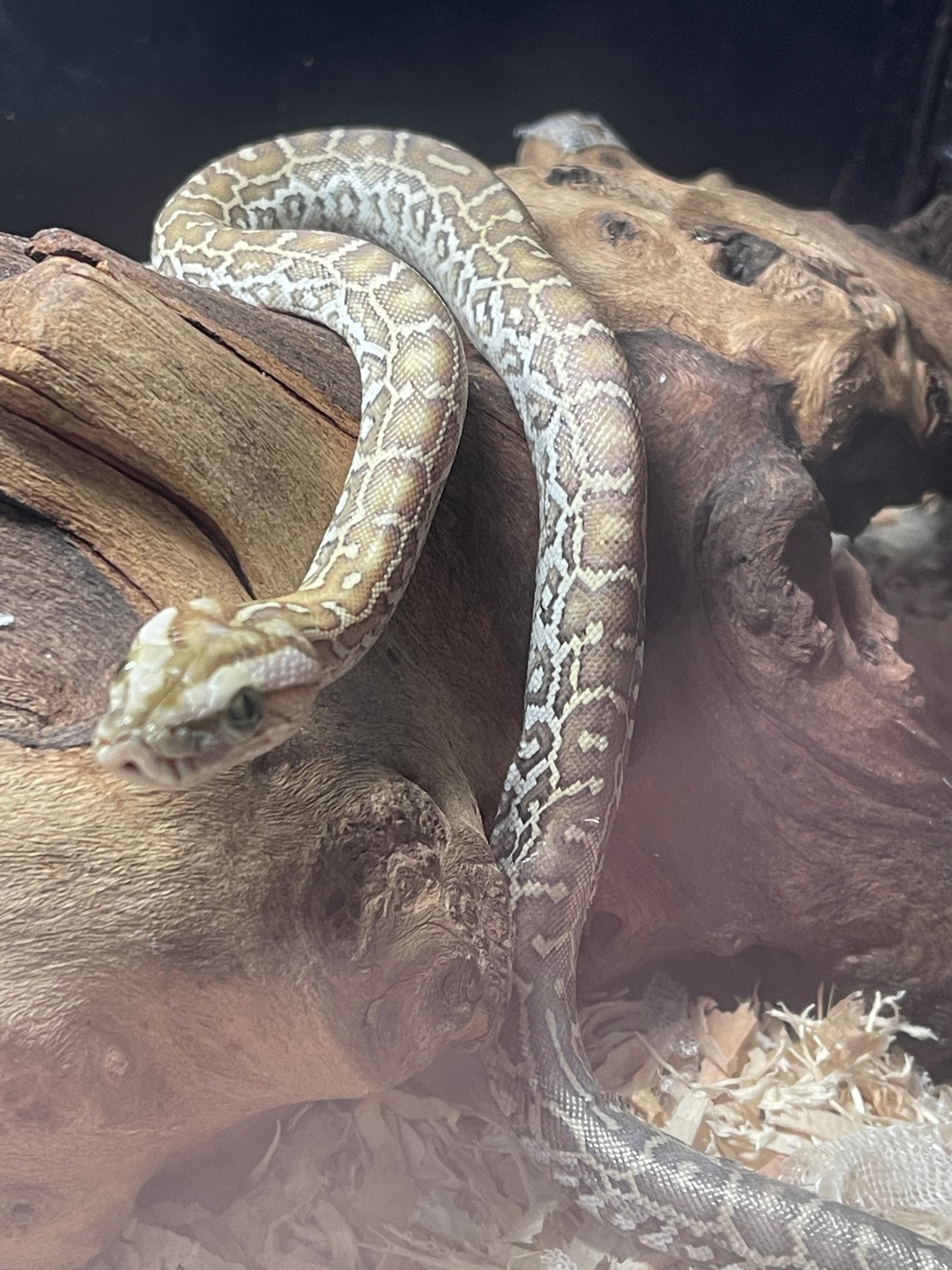 Hypo 100% Het Albino Possible Het Granite Burmese Python by Area 51 ...