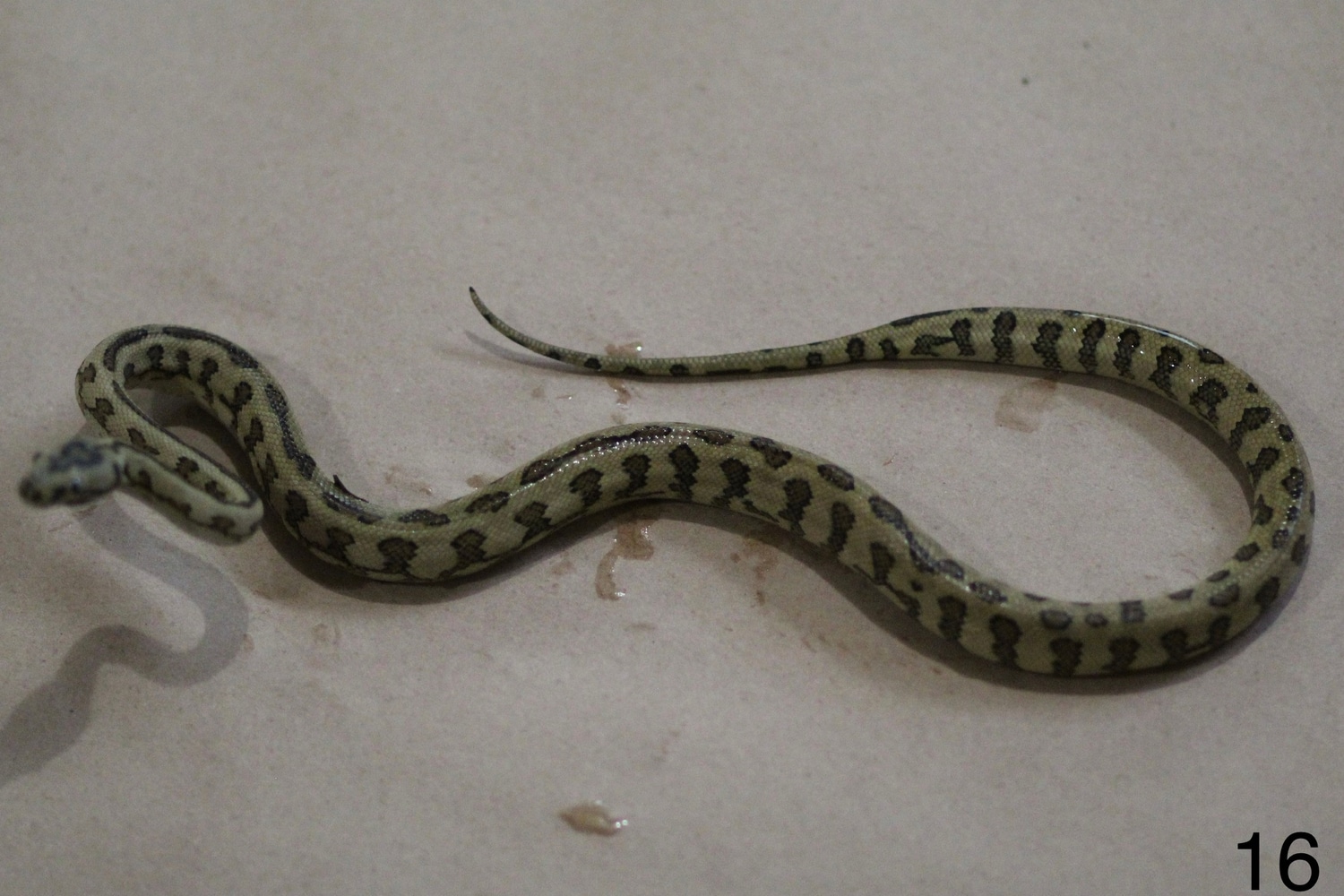 Mix Jungle Carpet Python by Area 51 Reptiles Wa. - MorphMarket