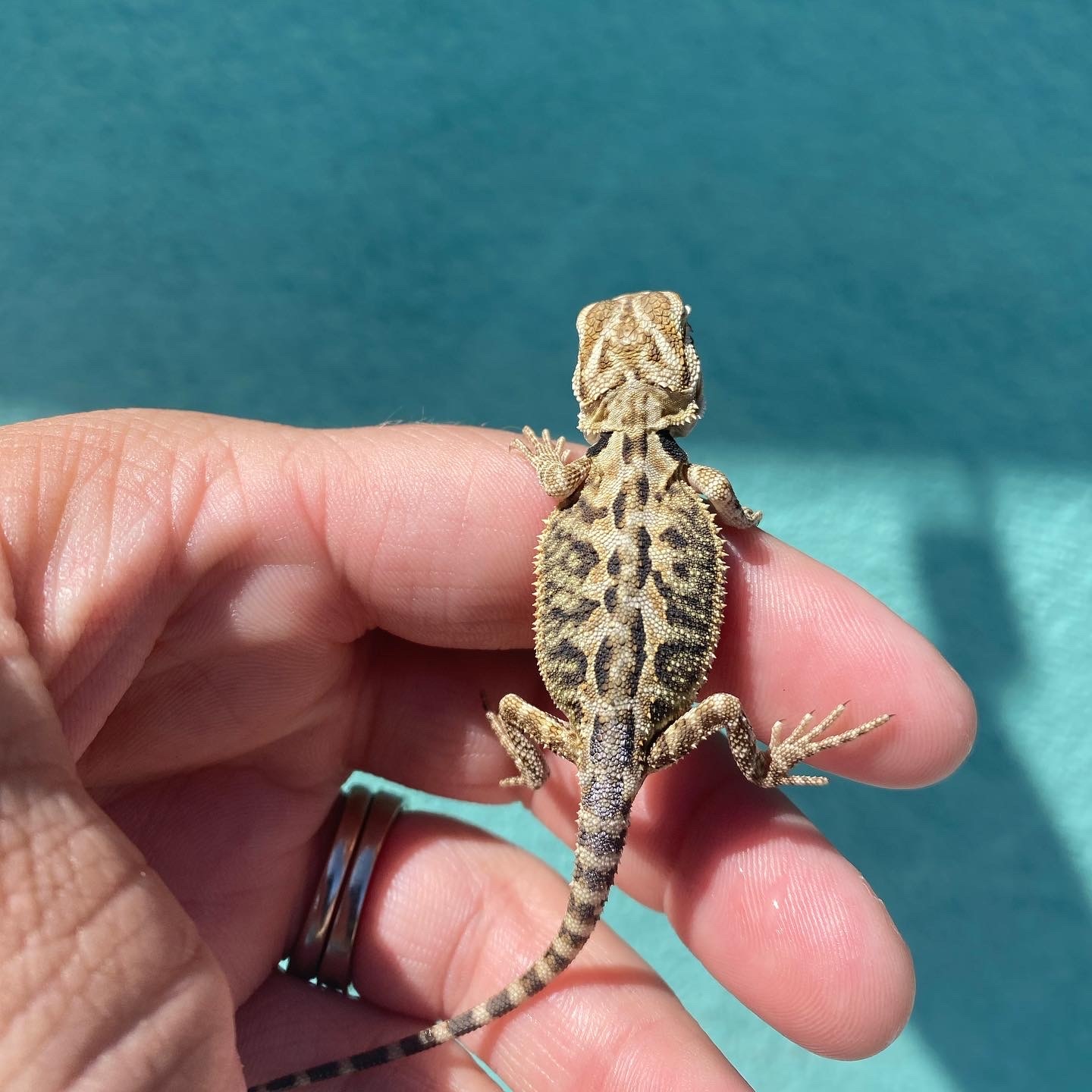 Normal Bearded Dragon Central Bearded Dragon by Vanis_beardies ...