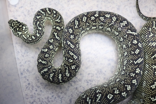 RTB Pure Diamond Python Diamond Carpet Python by Vanguard Exotics