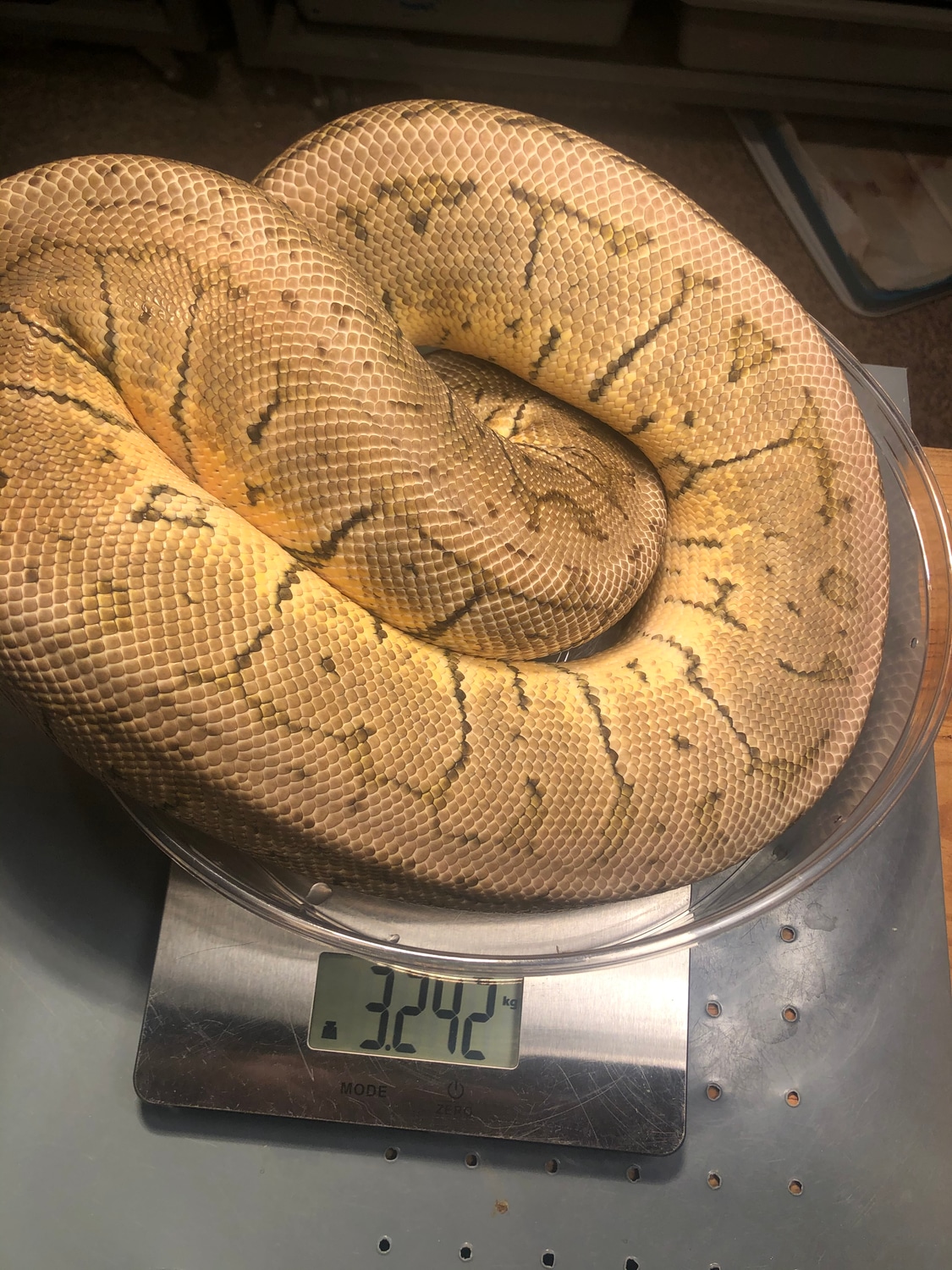 Superblast Orange Dream Ball Python by VanHerps - MorphMarket