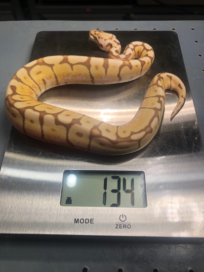 Bumblebee Ultramel Pos Chocolate Ball Python by VanHerps