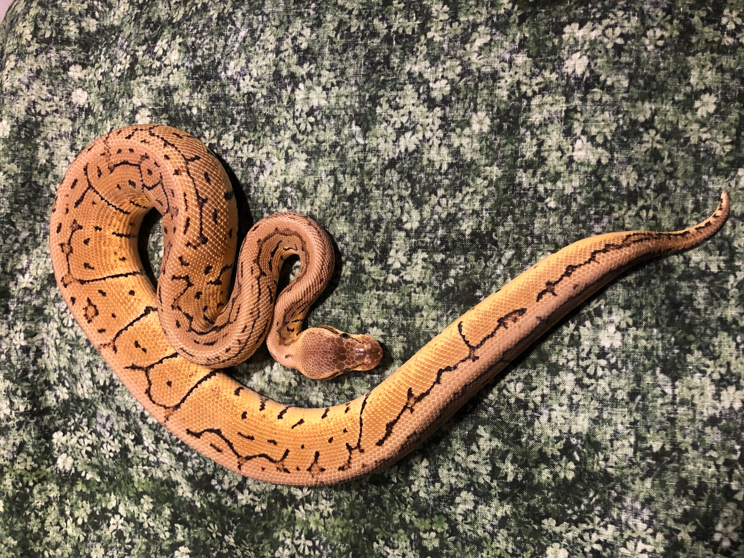 Lemonblast Het Ultramel Pos Chocolate Ball Python by VanHerps - MorphMarket