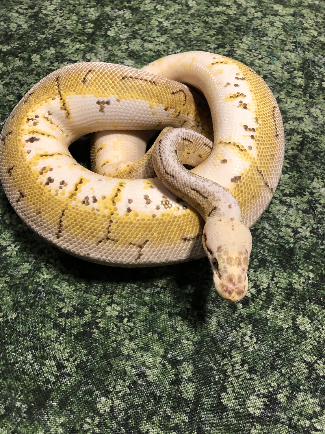 Spinnerblast Het Ultramel Pos Chocolate Ball Python by VanHerps ...