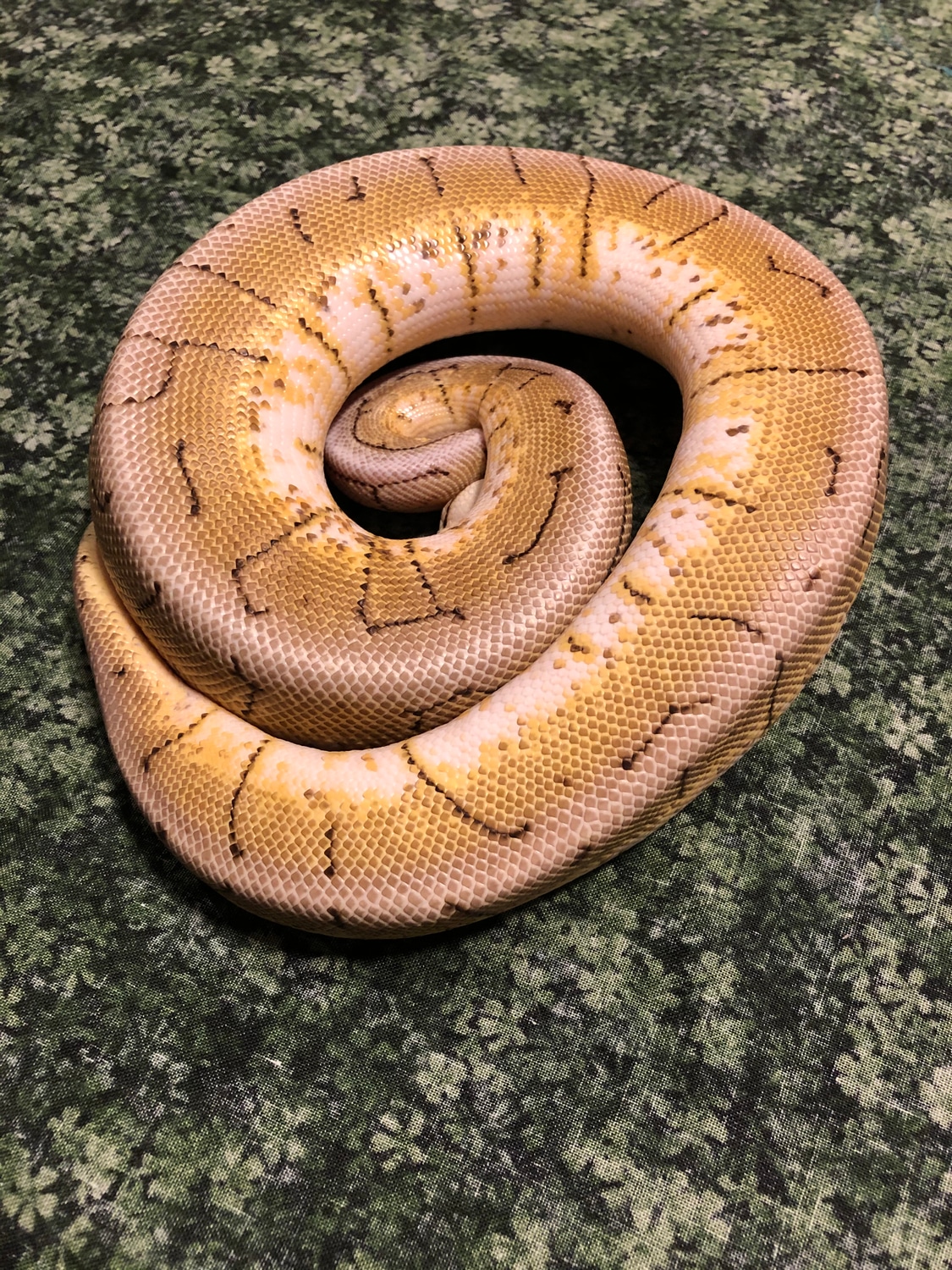 Spinnerblast Het Ultramel Pos Chocolate Ball Python by VanHerps ...