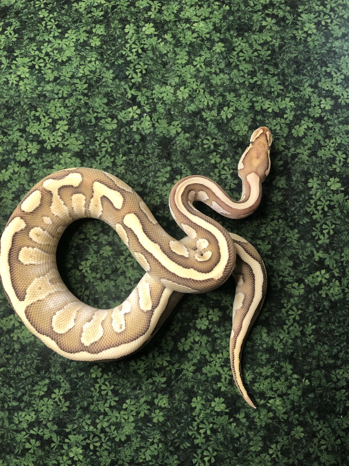 Nuclear Blade Het Clown Ball Python by VanHerps - MorphMarket