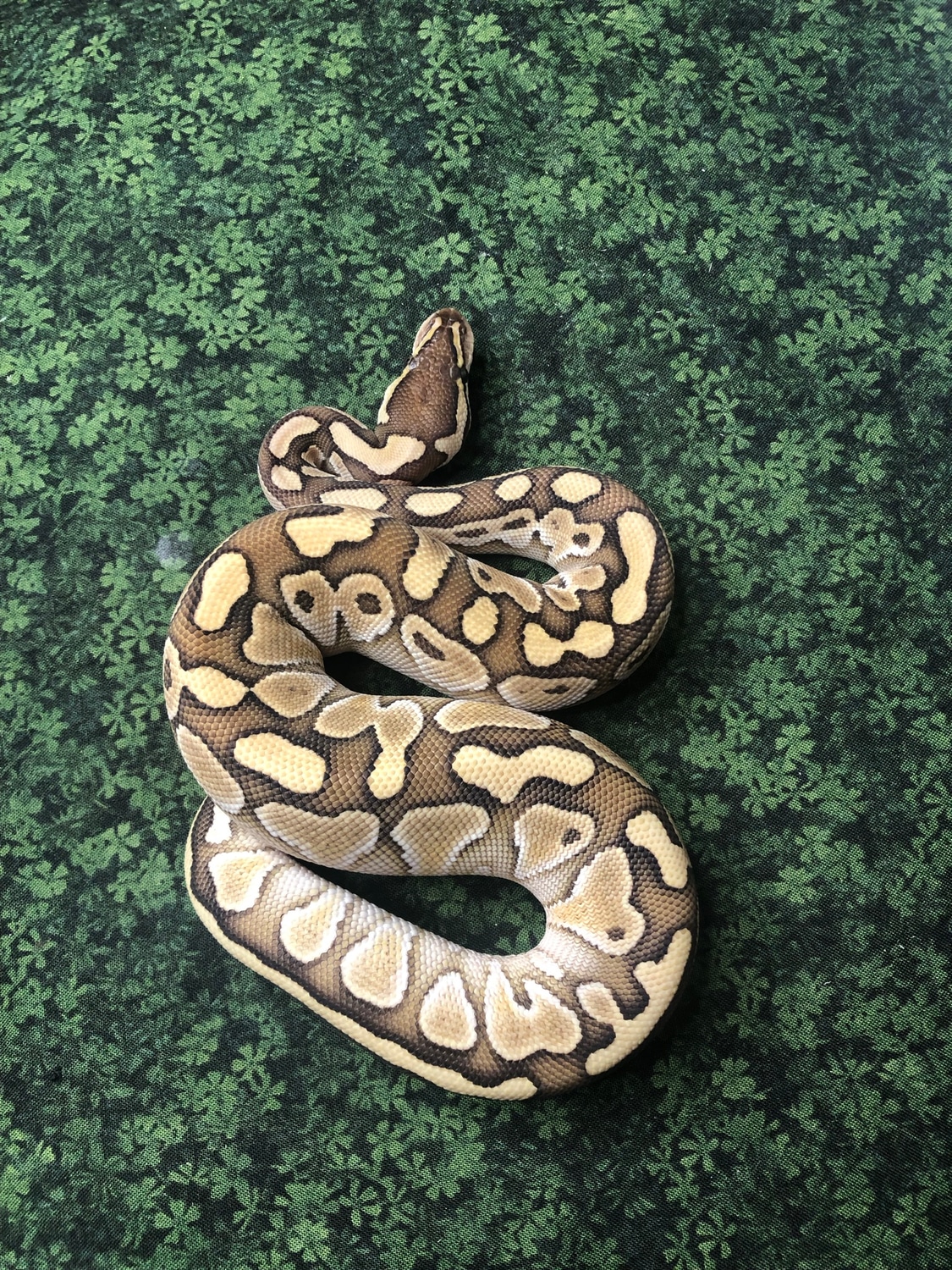 Butter Het Clown Pos Blade Ball Python by VanHerps - MorphMarket