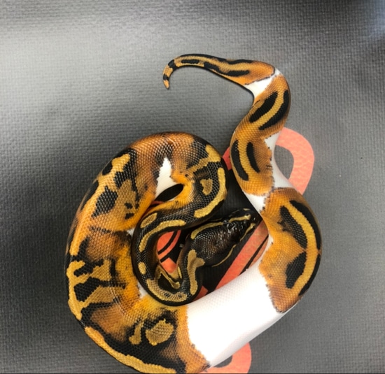 Pied Ball Python by VanHerps