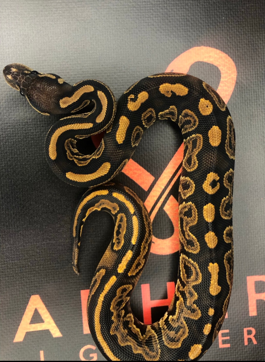 Black Pastel Het Pied Ball Python by VanHerps - MorphMarket
