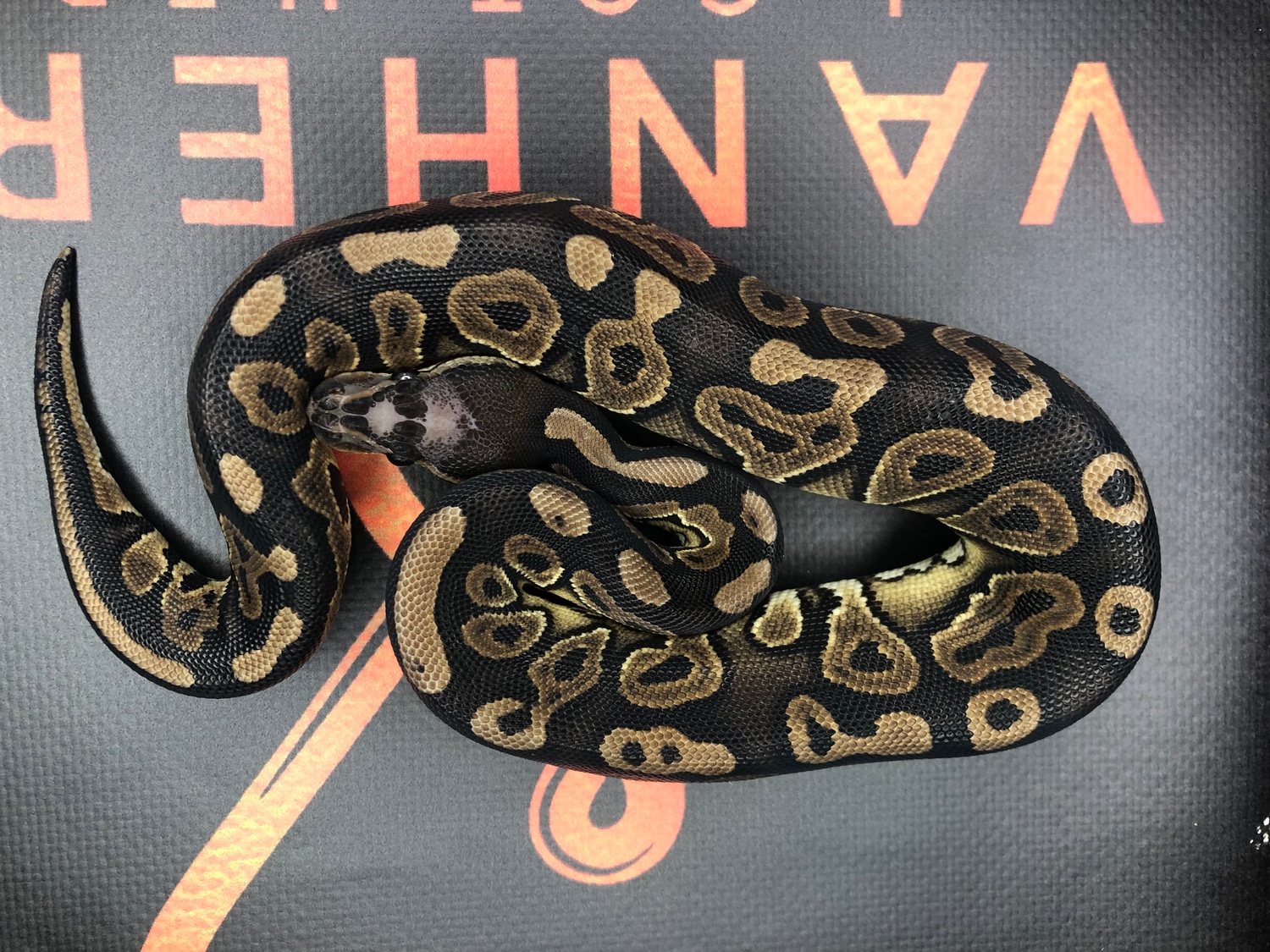 Black Pastel Scaleless Head Pos Het Albino Ball Python by VanHerps ...