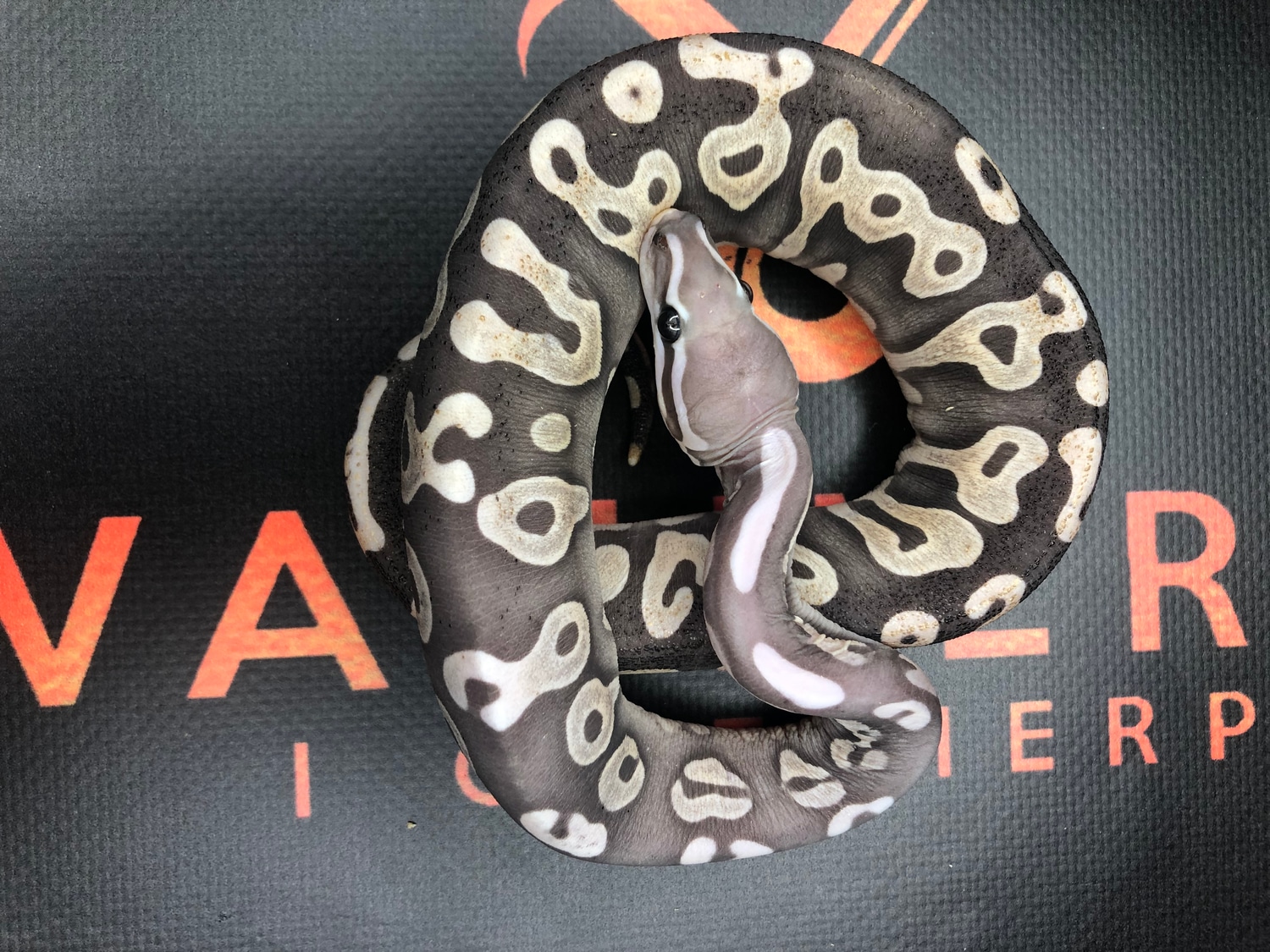 Black Pastel Scaleless Pos Het Albino Ball Python by VanHerps - MorphMarket