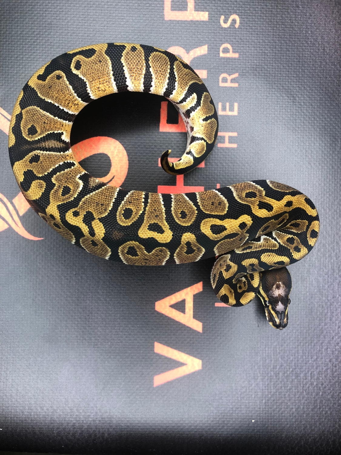 Scaleless Head Pos Het Albino Ball Python by VanHerps - MorphMarket