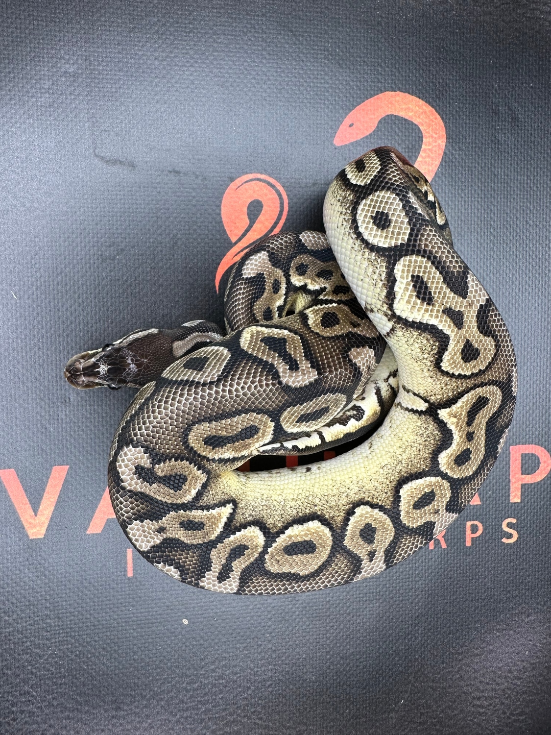 Black Pastel Scaleless Head Pos Het Albino Ball Python by VanHerps - MorphMarket