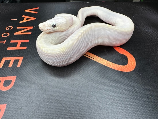 BLACK FRIDAY-BOGO!!! Buy 1 Get 2nd 1/2 Off!!!! Bamboo Butter BEL Ph ...