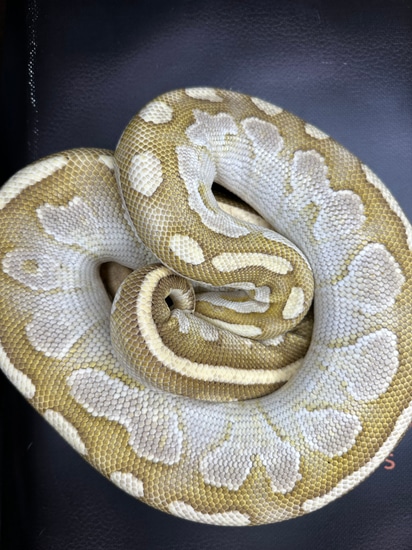 Proven Nuclear YB Ball Python by VanHerps