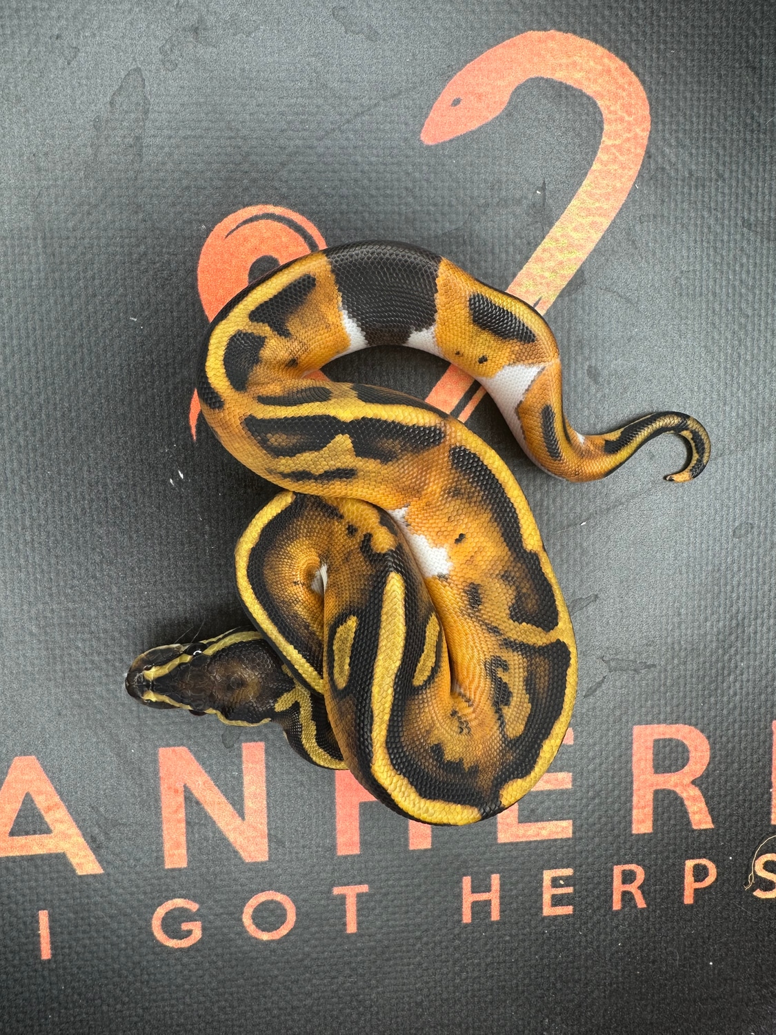 Pied Paradox Ball Python by VanHerps - MorphMarket
