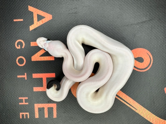 Panda Pied Pair Ball Python by VanHerps