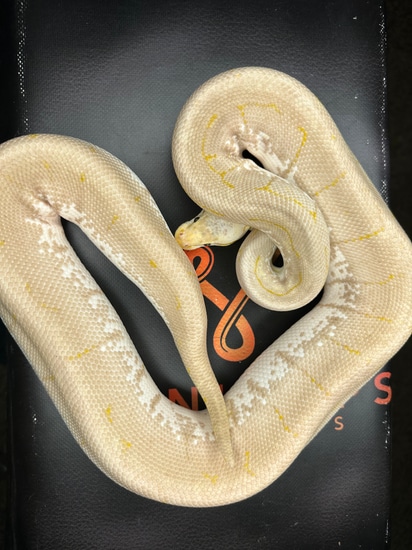 Spinnerblast Ultramel Ball Python by VanHerps