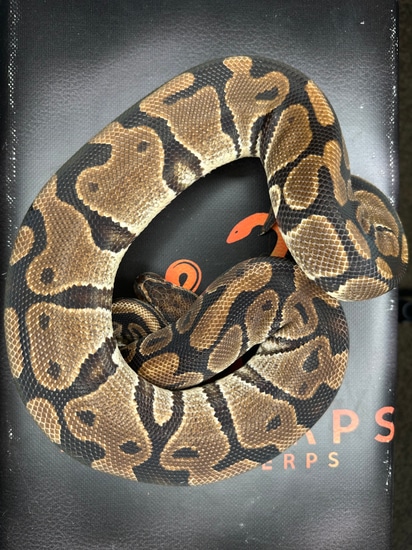 Het Toffee/candy Ball Python by VanHerps