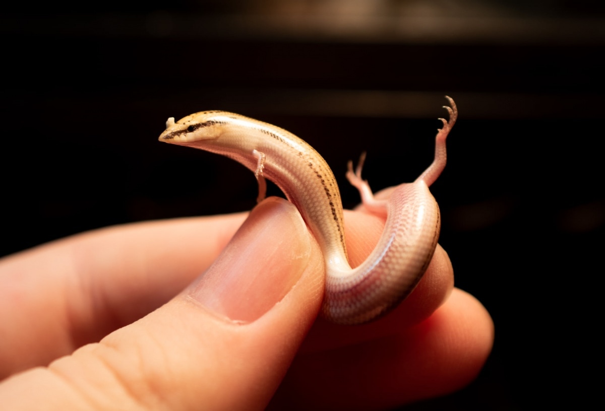 CB’21 Wedge-Snouted Skinks Other Skink by Lacertilia Herpetoculture ...