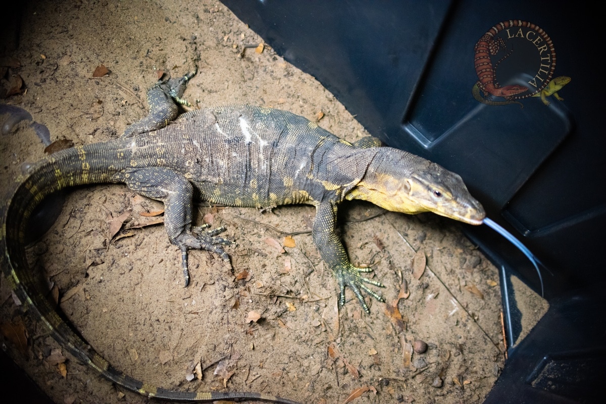 CB’20 Het Black Dragon Water Monitor by Lacertilia Herpetoculture, LLC ...