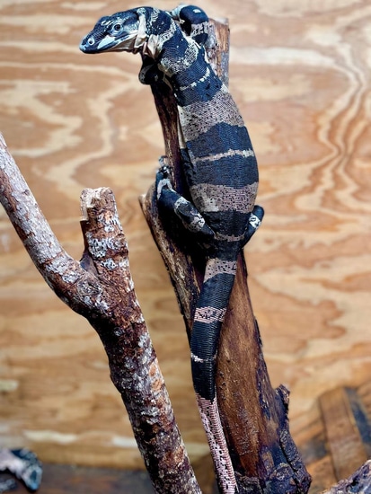 CB’21 Bell’s Phase Lace Monitor Other Monitor by Lacertilia Herpetoculture