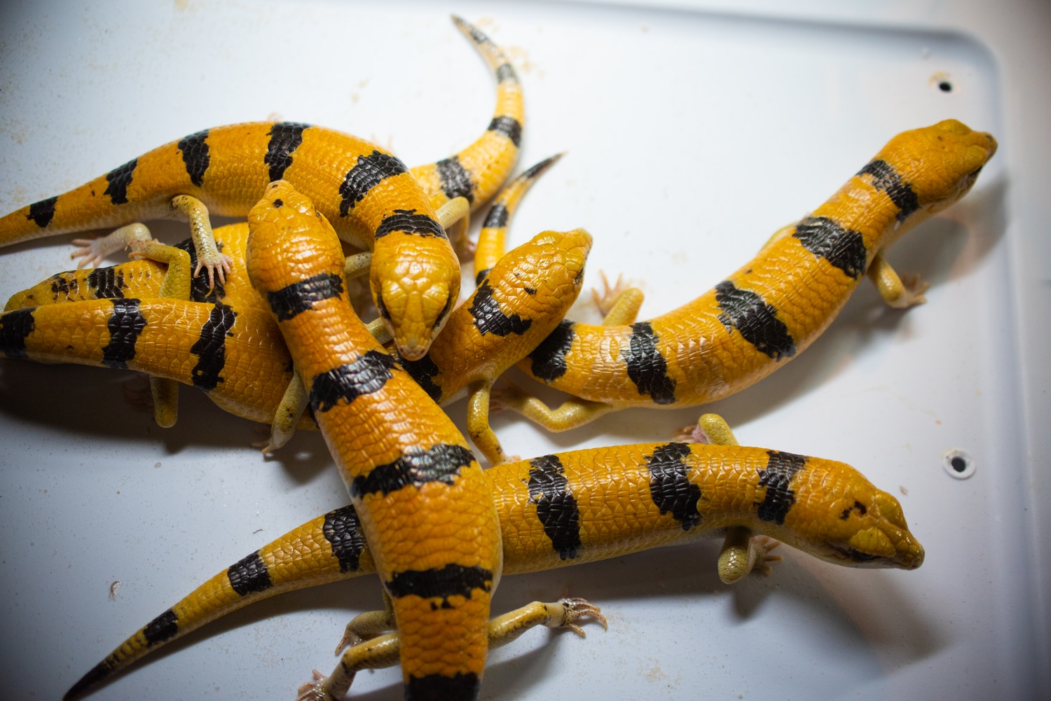 LTC Peter's Banded Skinks Other Skink by Lacertilia Herpetoculture, LLC ...