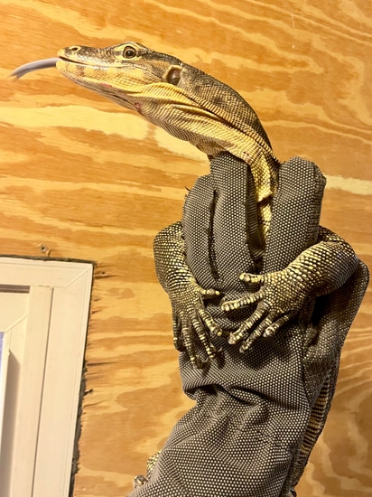 USCBB Pos Het Black Dragon Water Monitor by Lacertilia Herpetoculture