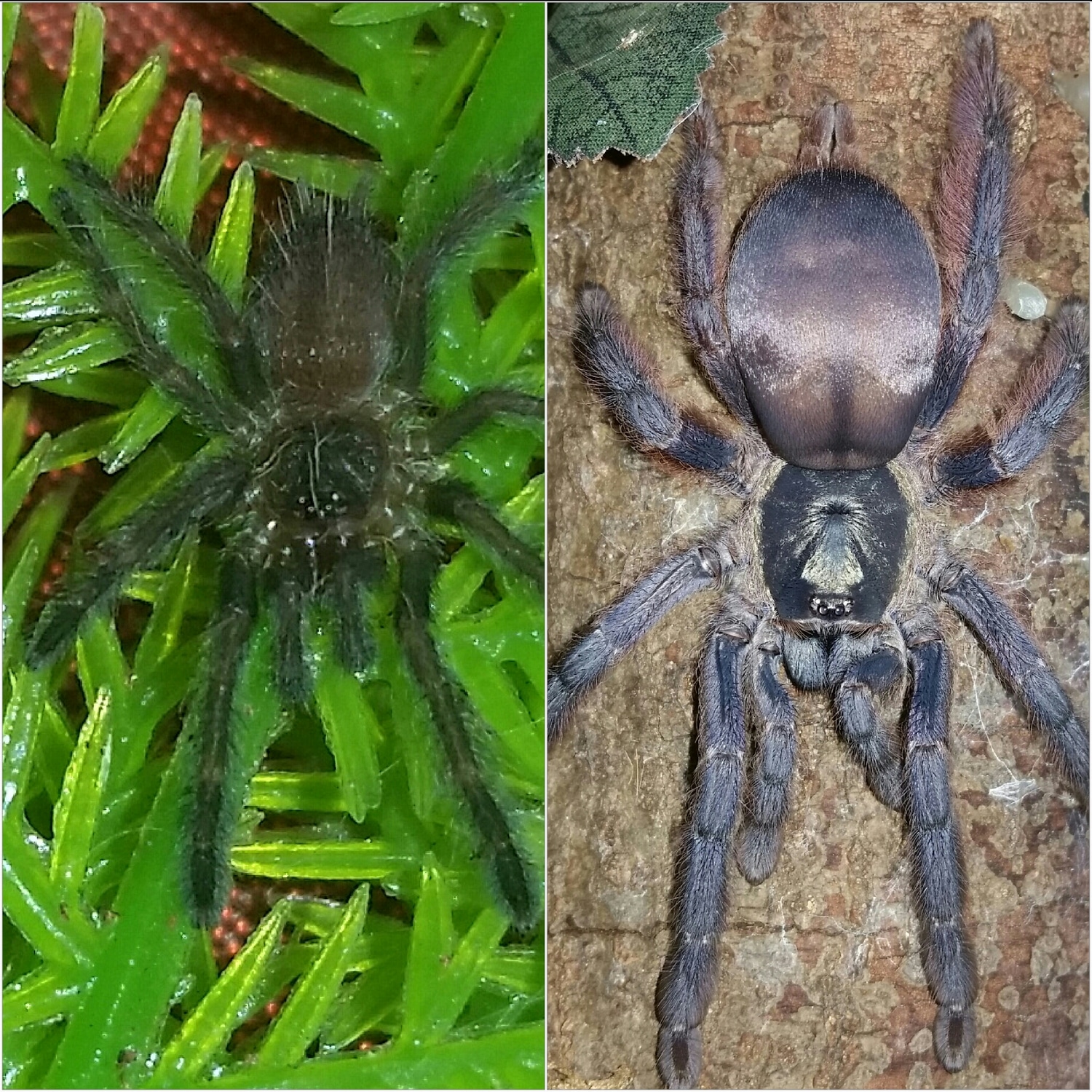 Spiderling T. Violaceus Tarantula by Webbed Obsessions - MorphMarket