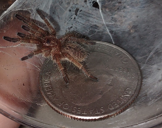 I. Mira Slings Tarantula by Webbed Obsessions