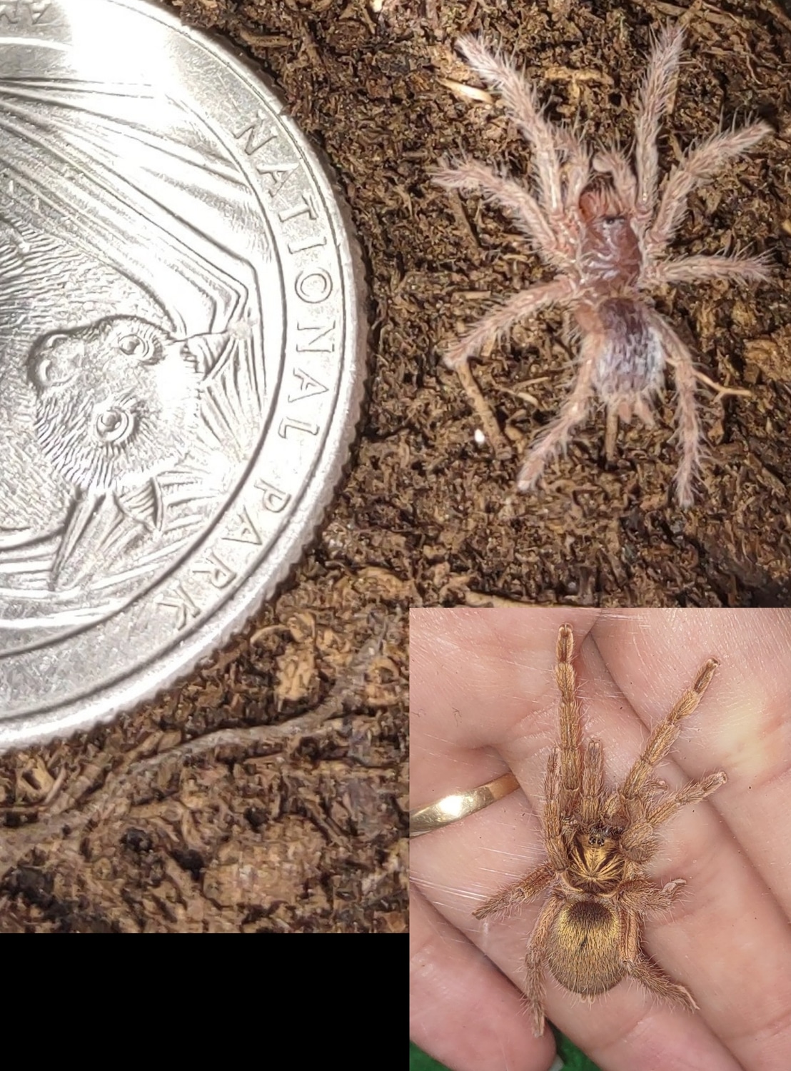 N. Incei "gold Tarantula by Webbed Obsessions - MorphMarket