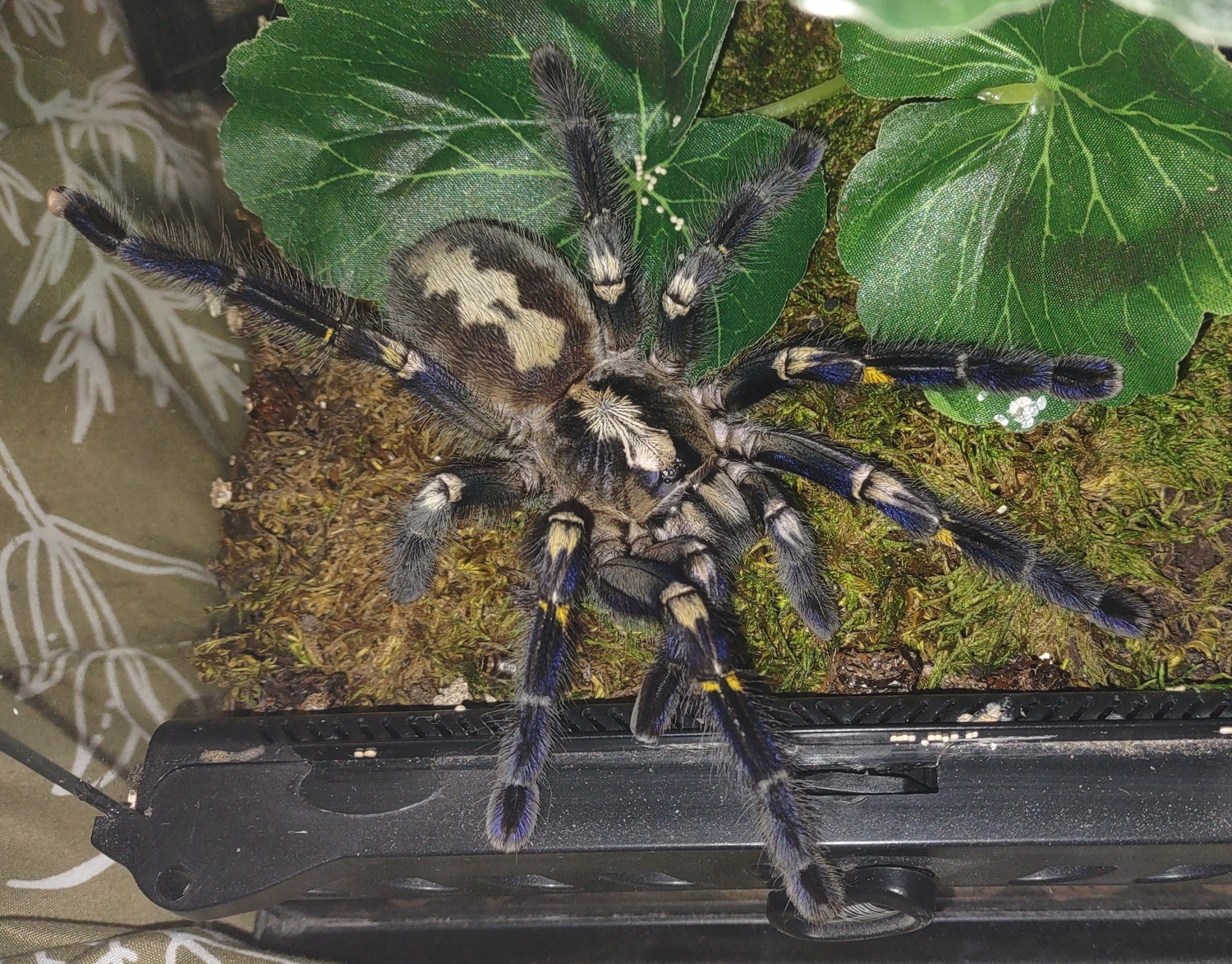 P. Metallica Tarantula by Webbed Obsessions - MorphMarket