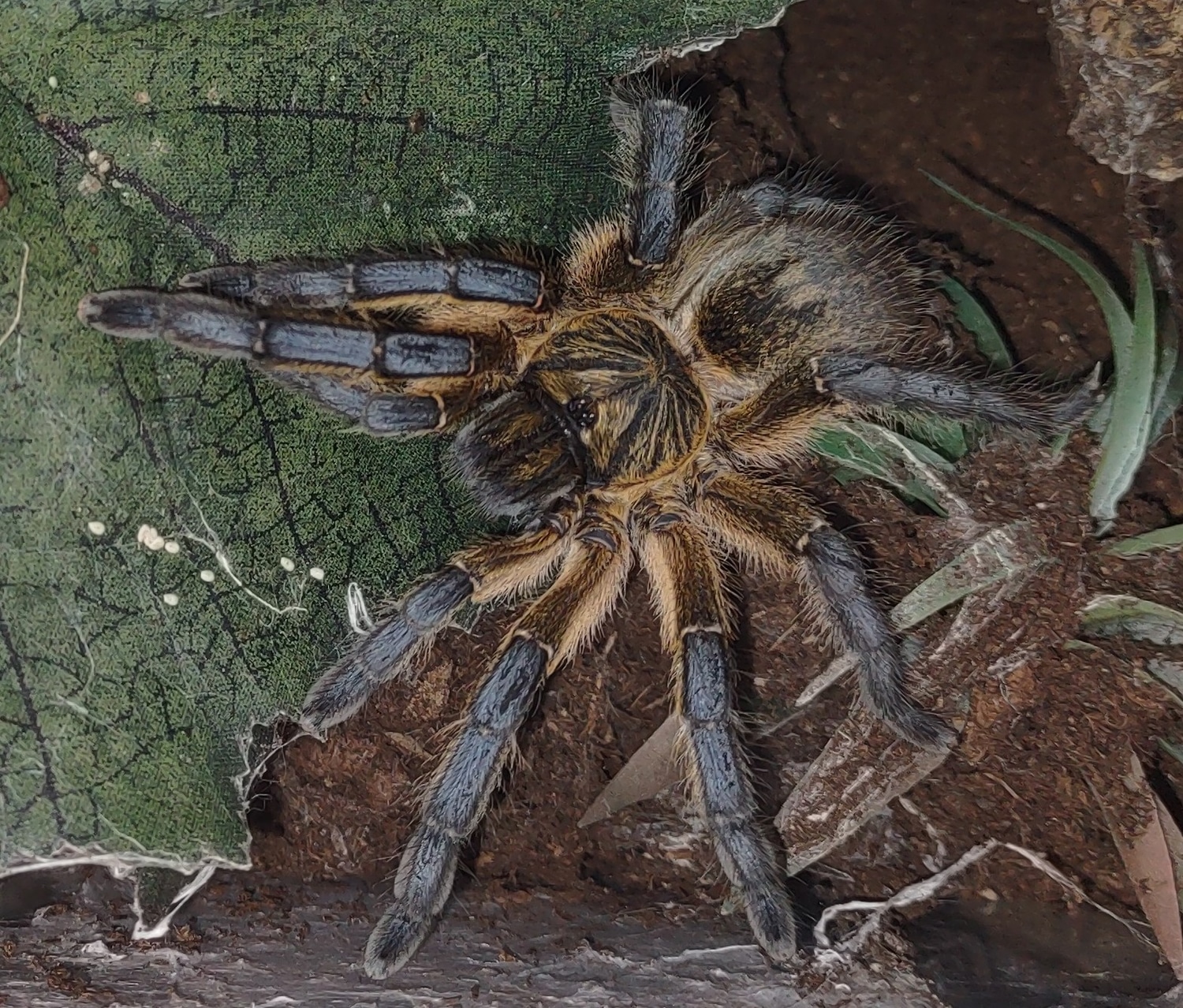 Blue Leg Baboon Tarantula by Webbed Obsessions - MorphMarket