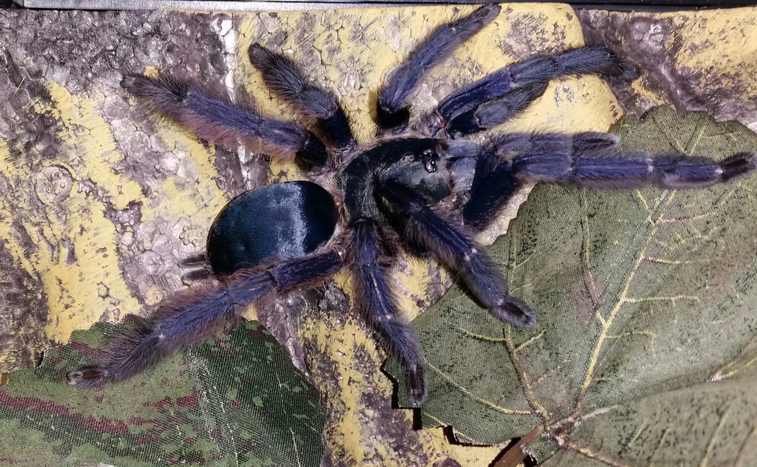 Purple Tree Spider Tarantula by Webbed Obsessions - MorphMarket